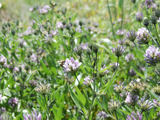 fotos de flores de pecoreo - Foro.ResistantBees.com